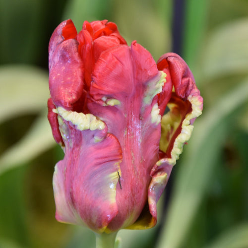 Tulip 'Seadov Parrot' Bulbs