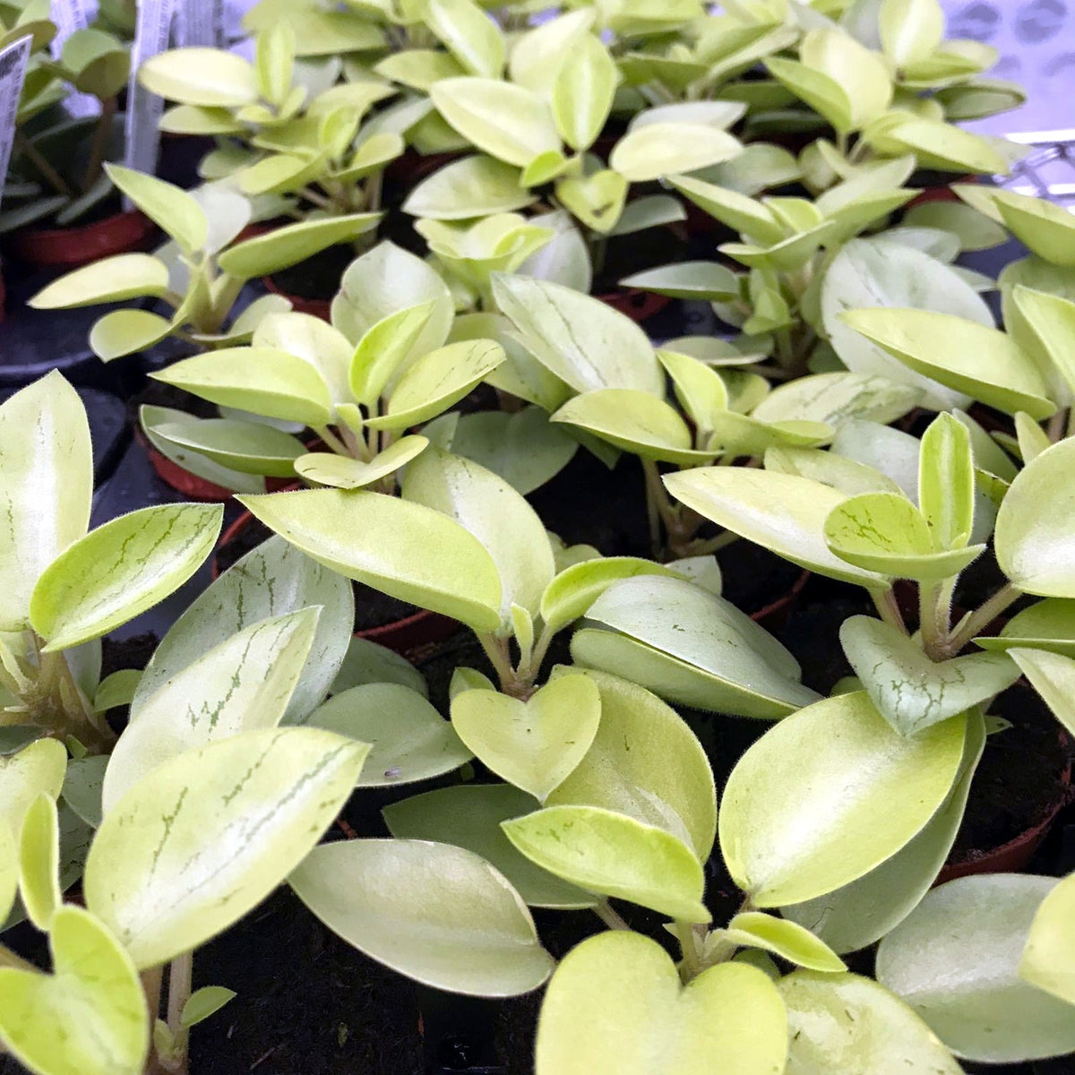 Pixie Peperomia Peperomia Pixie Garden Wildlife