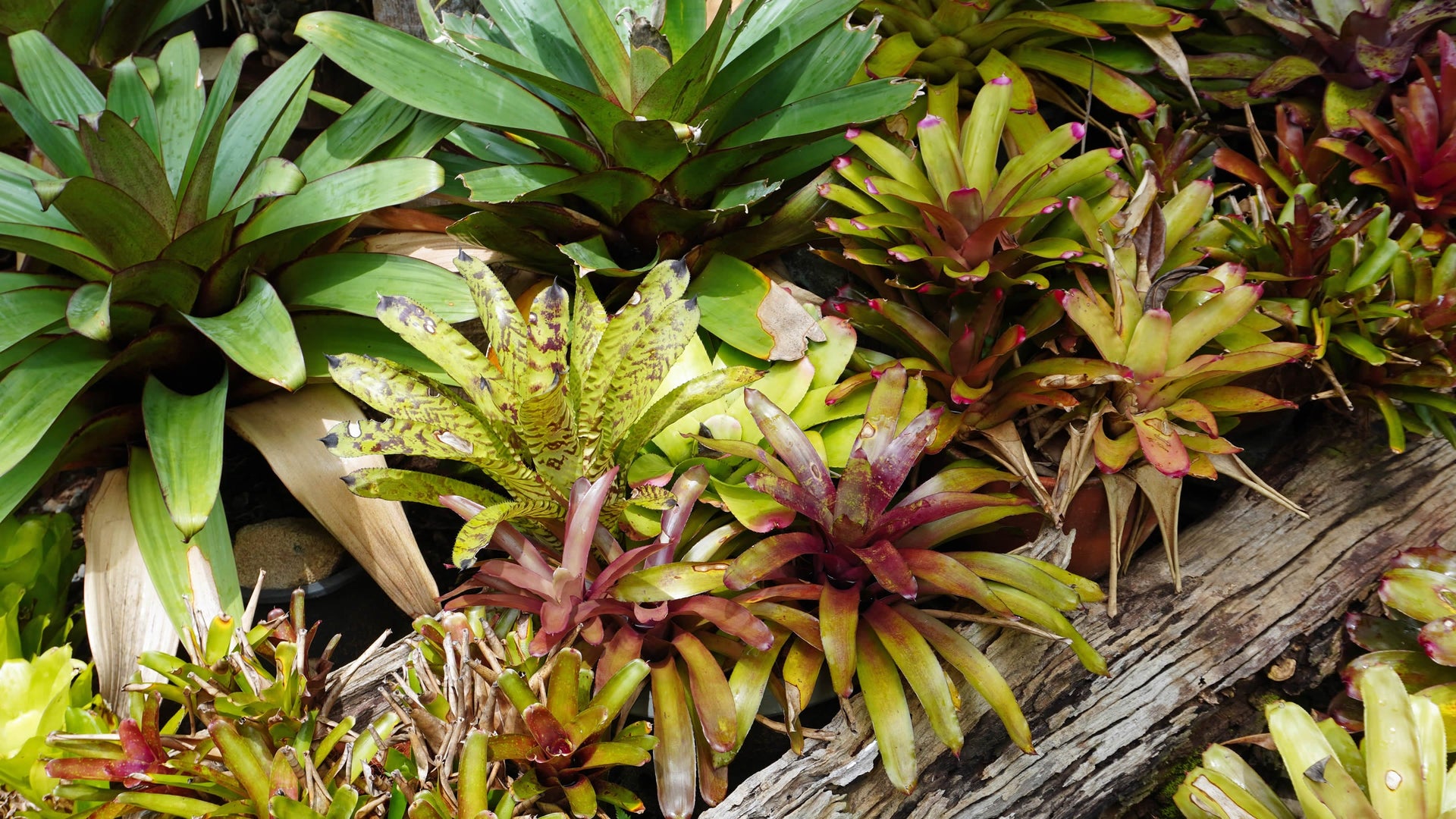 Bromeliad Houseplants, Clear Colour and Simple Care