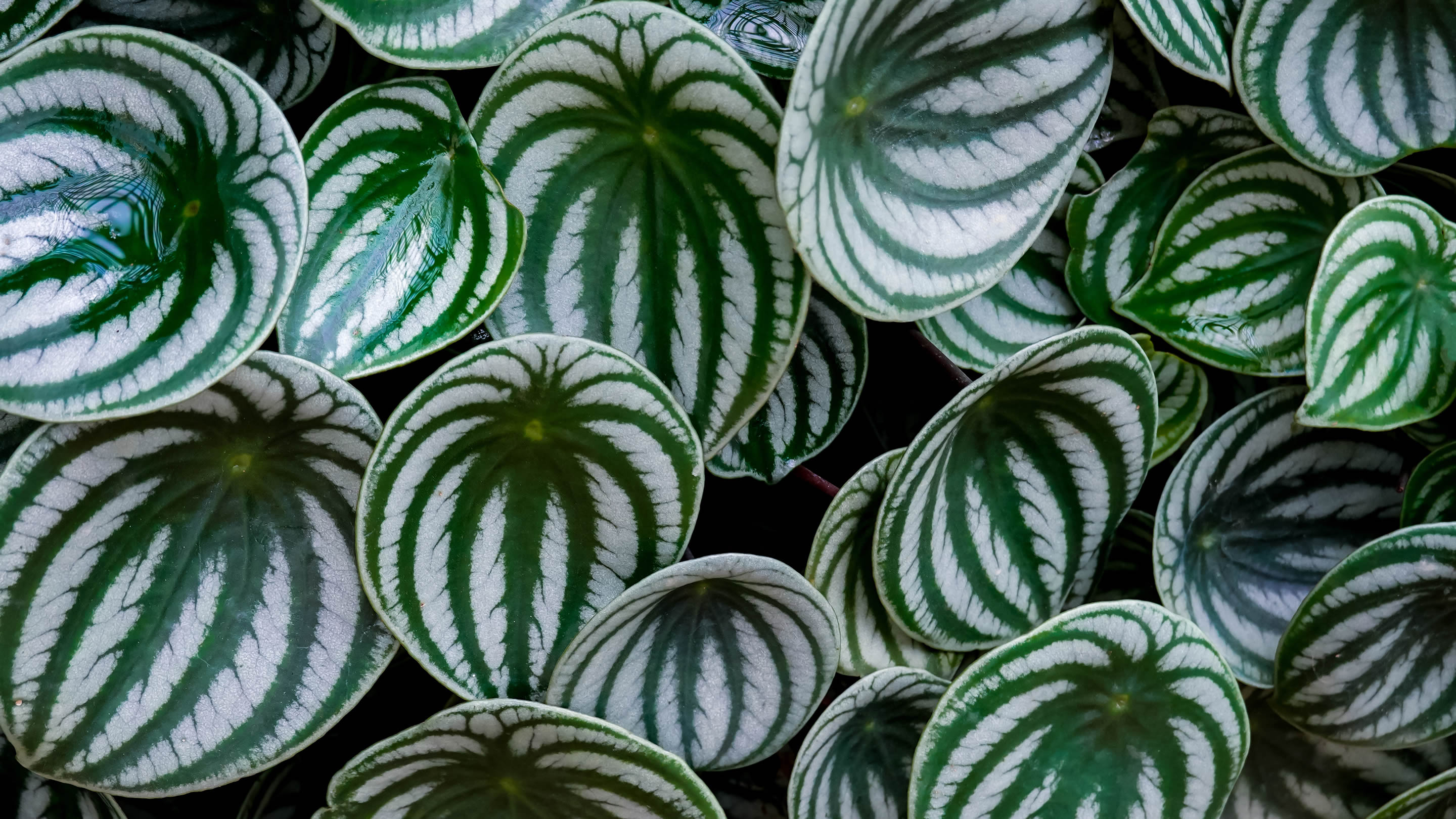 Peperomia Radiator Plants, Tidy Growth and Simple Care