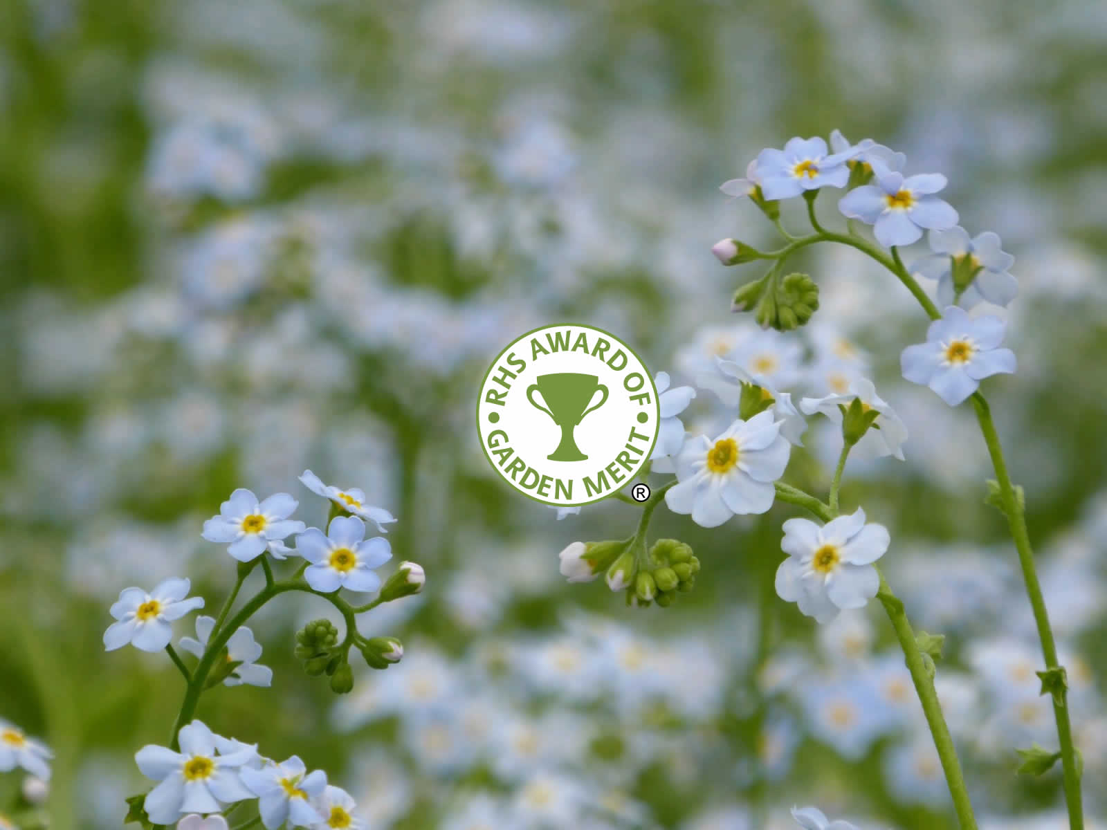 RHS Garden Merit Award Plants - Garden Wildlife