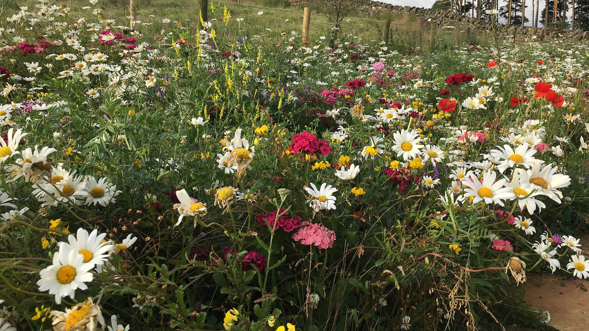Wildflower Turf for Beautiful Biodiverse UK Gardens