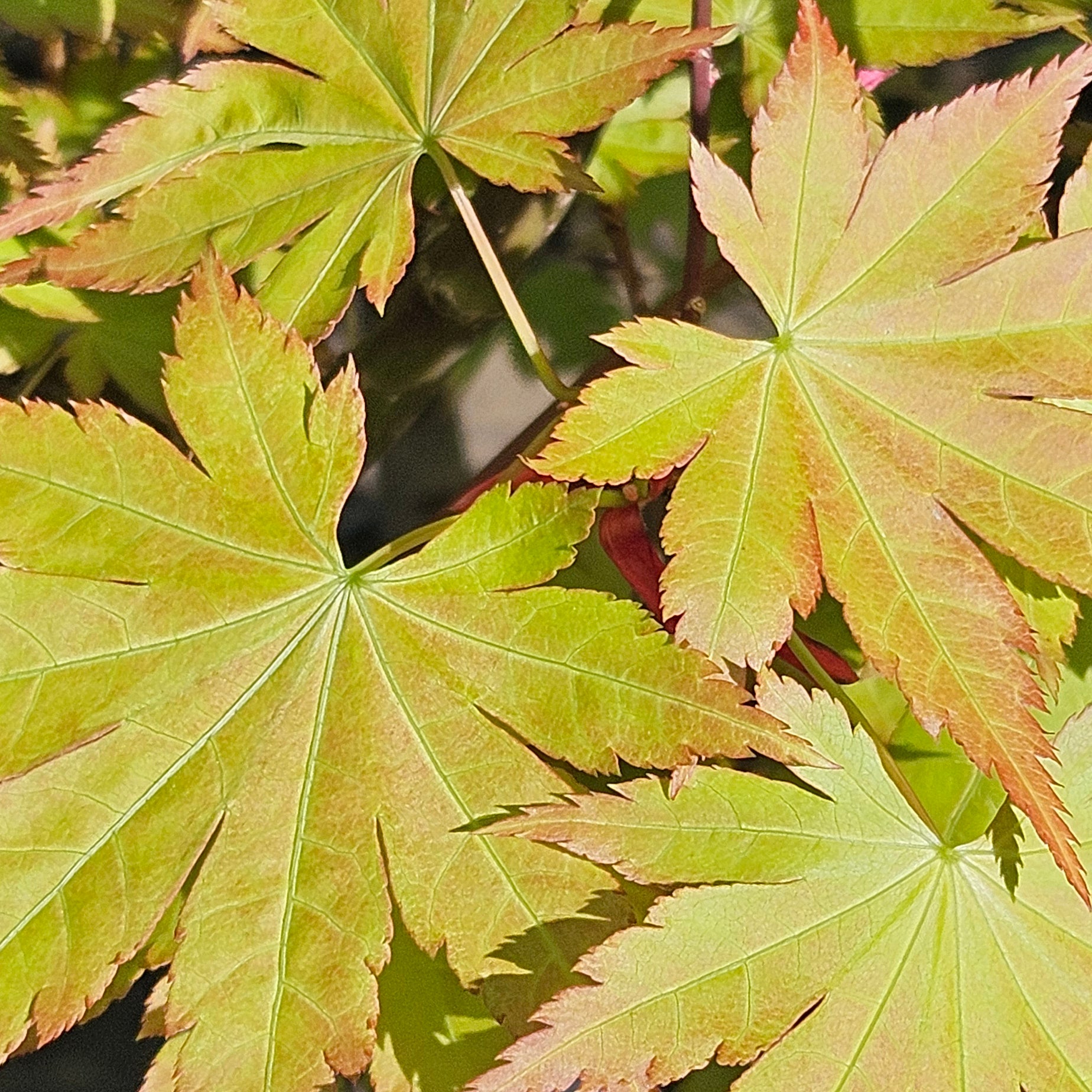 Acer palmatum 'Summer Gold' - Garden Wildlife
