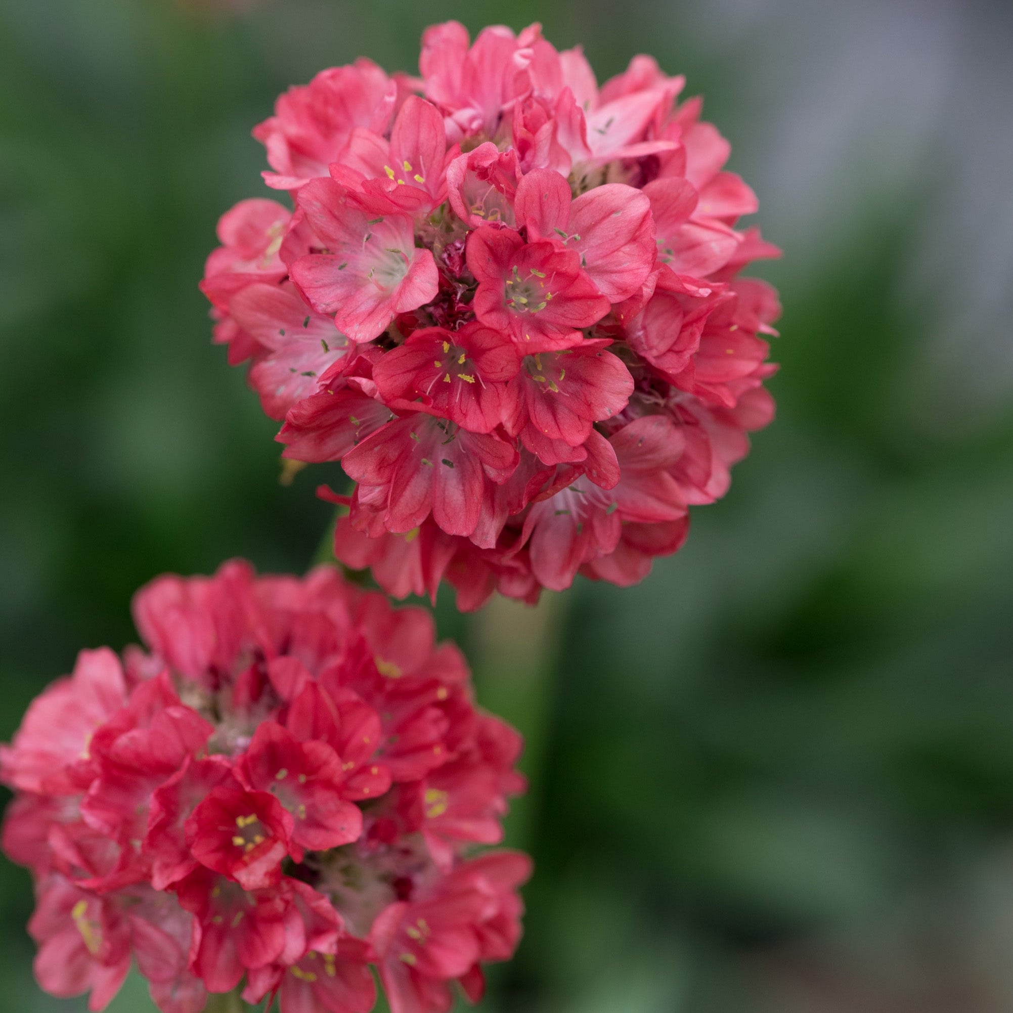 Armeria pseudarmeria 'Dreamland' (Dreameria Series) - Garden Wildlife
