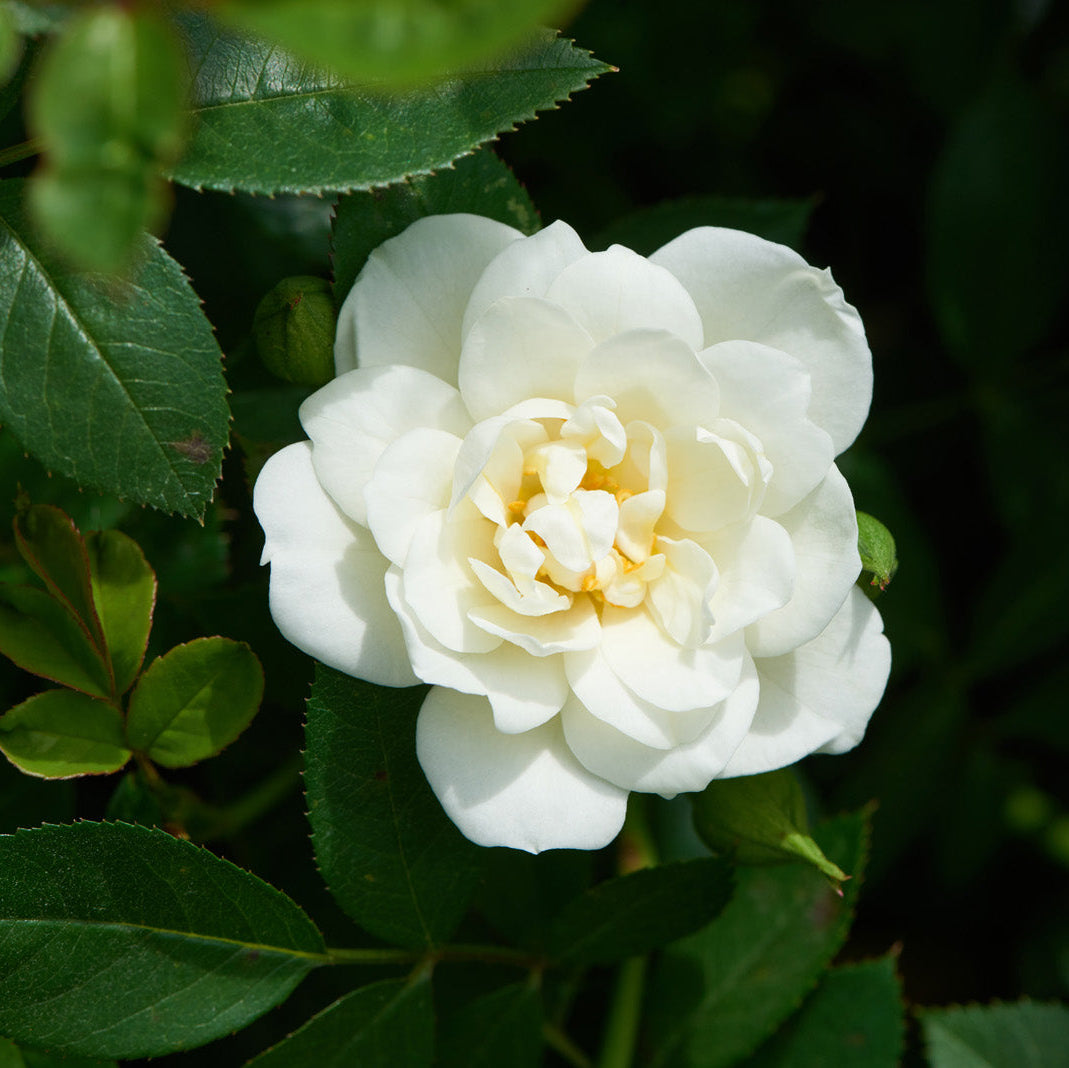 Rosa 'White Cover' (Towne & Country Collection) - Garden Wildlife