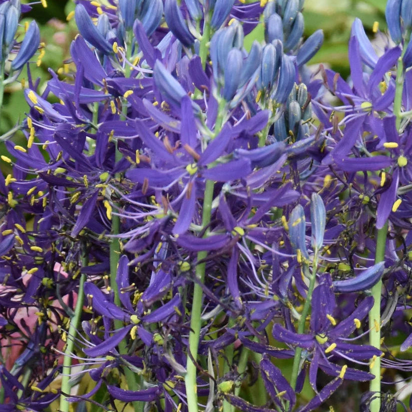 Camassia quamash 'Orion' Bulbs - Garden Wildlife