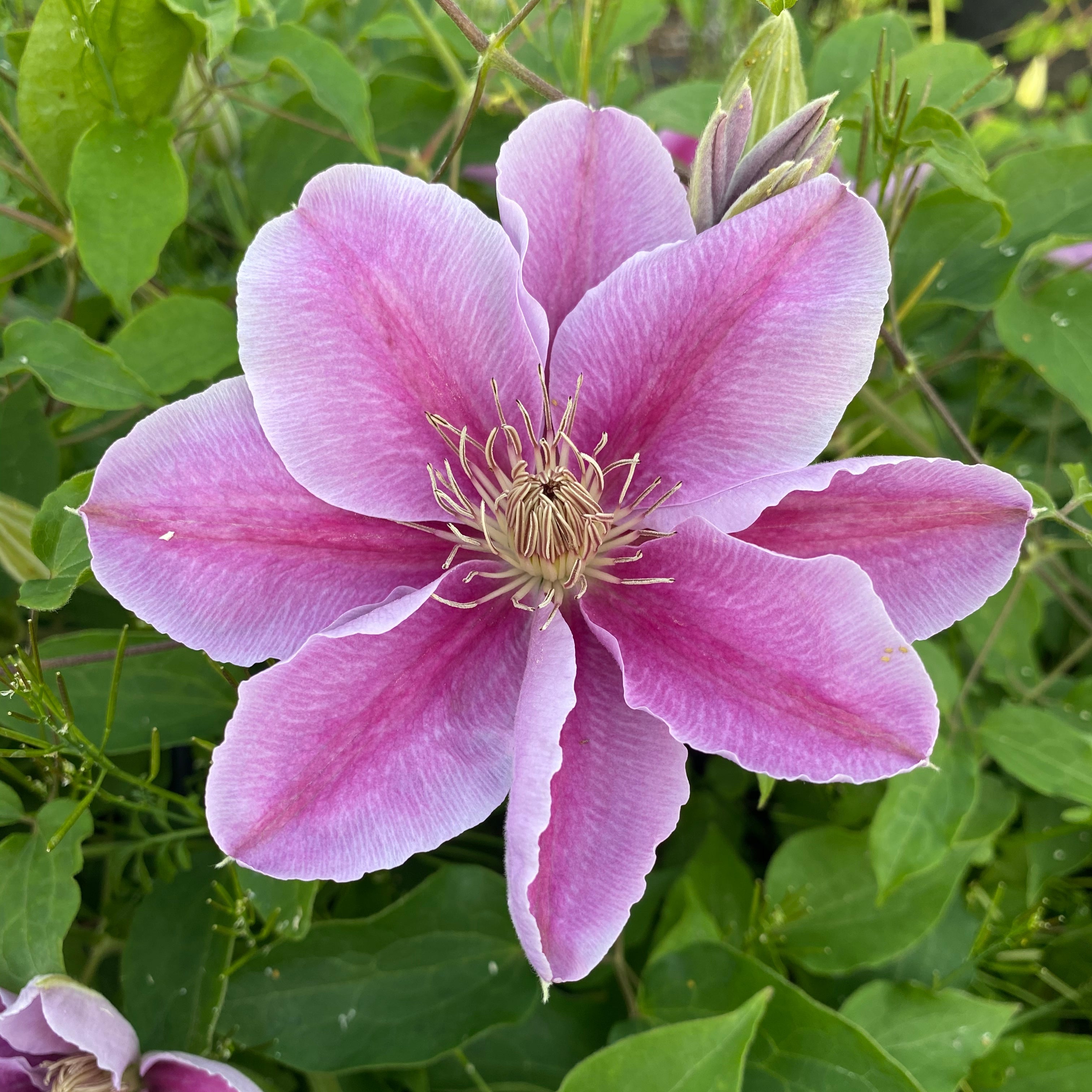 Clematis 'Bees Jubilee' - Garden Wildlife