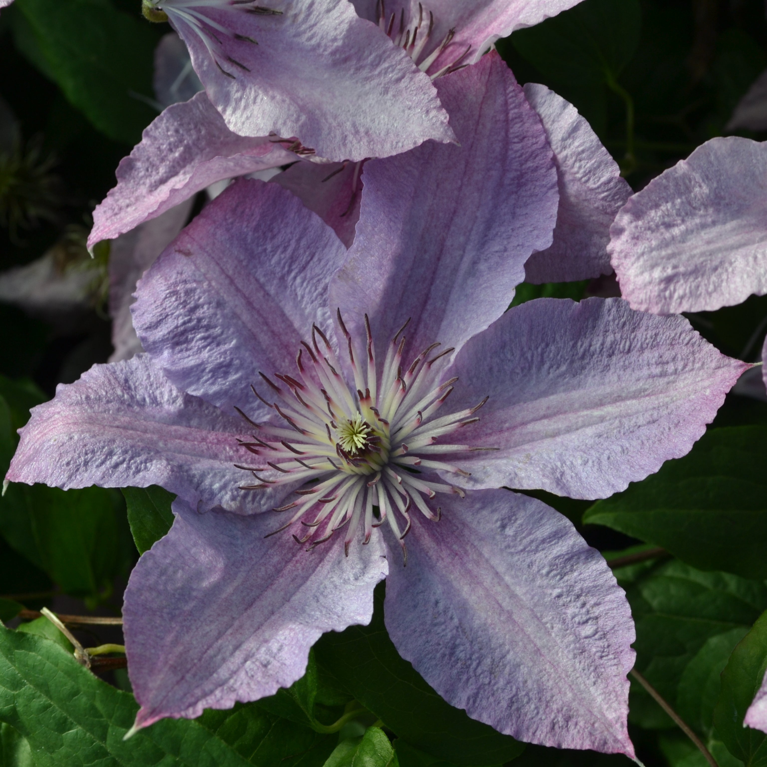Clematis 'Hagley Hybrid' - Garden Wildlife