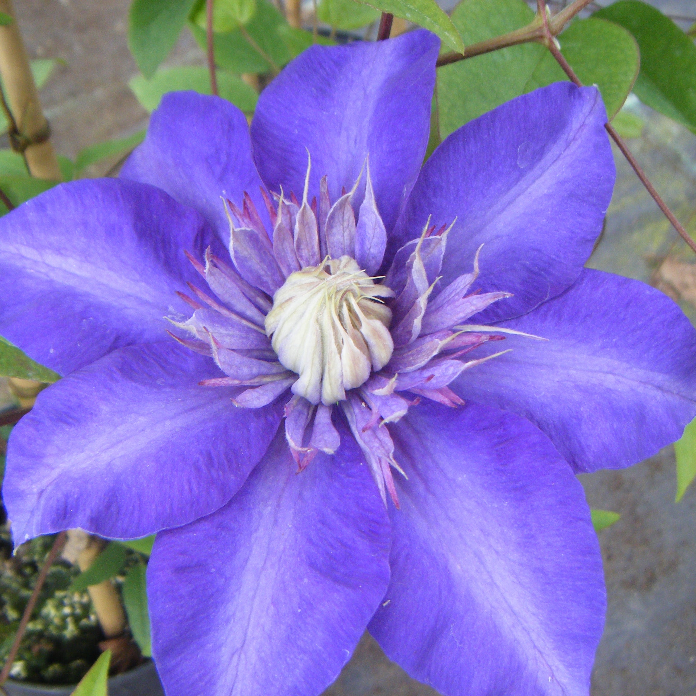 Clematis 'Multi-Blue' - Garden Wildlife
