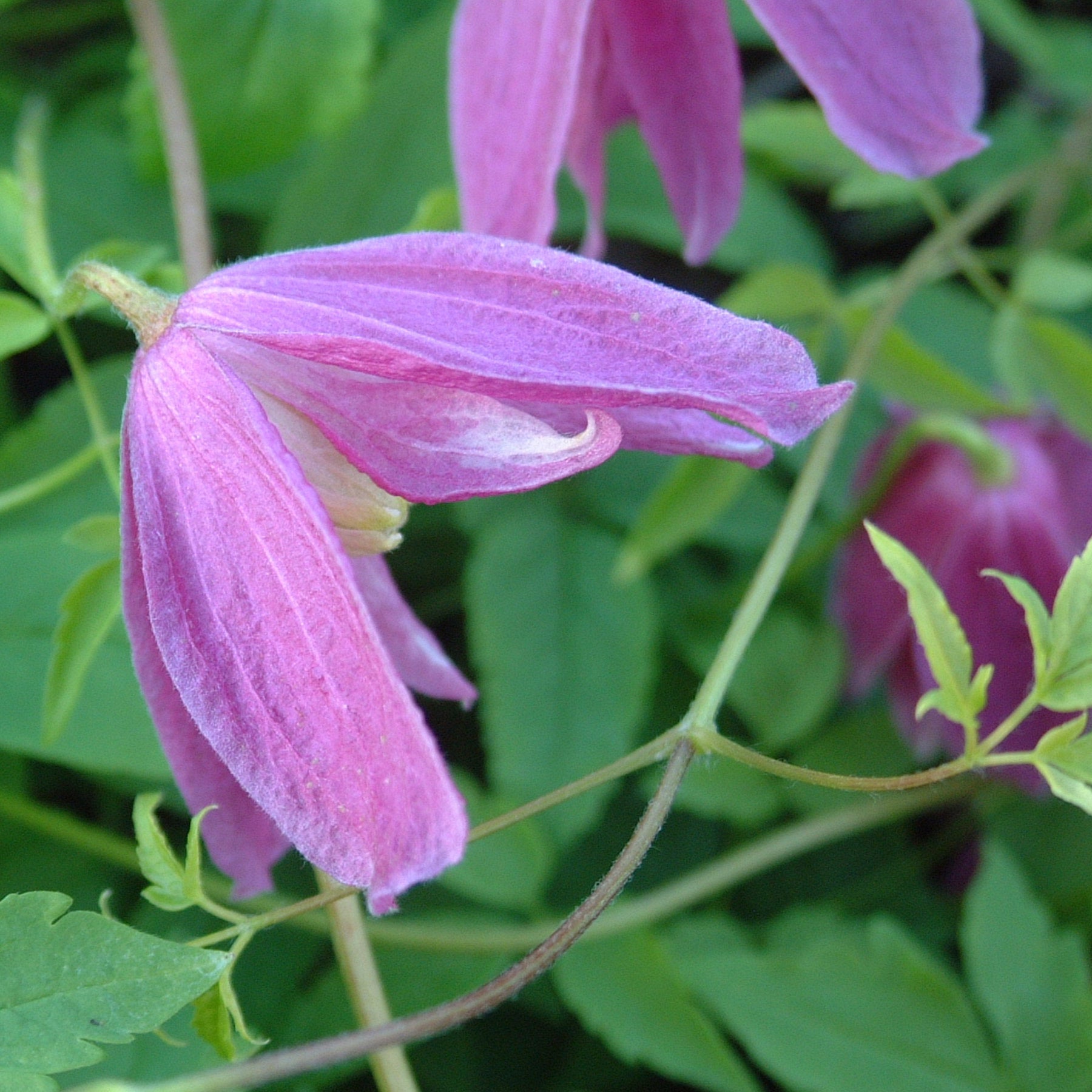 Clematis alpina 'Constance'