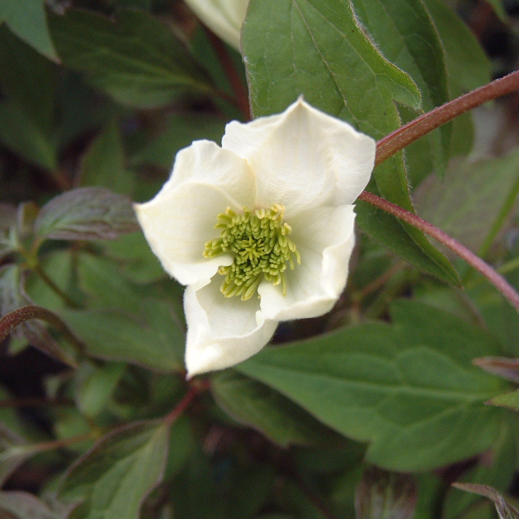 Clematis montana 'Spooneri' - Garden Wildlife