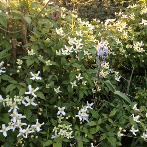 Clematis montana 'Wilsonii' - Garden Wildlife