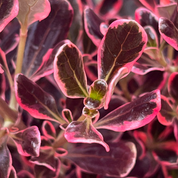 Coprosma repens 'Eclipse' - Garden Wildlife