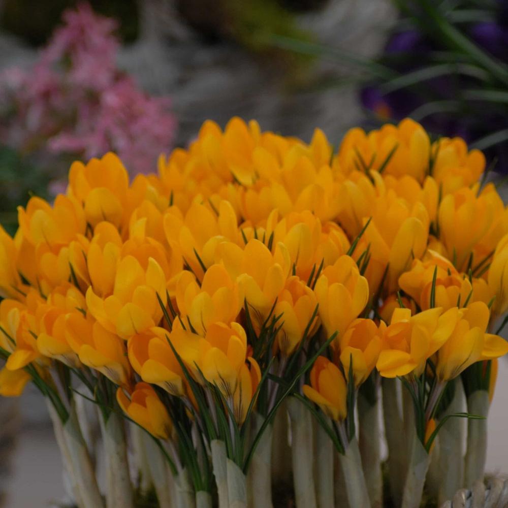 Crocus 'Golden Yellow' – Garden Wildlife
