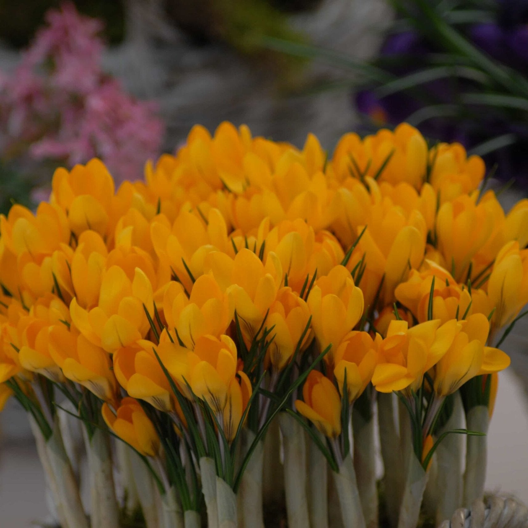 Crocus 'Golden Yellow' Bulbs - Garden Wildlife