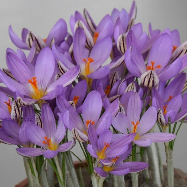 Crocus imperati 'De Jager' – Garden Wildlife