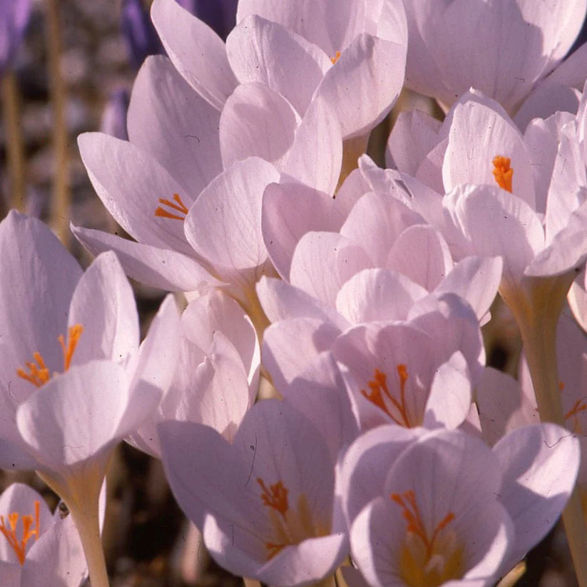 Crocus pulchellus (Hairy Crocus) Bulbs - Garden Wildlife