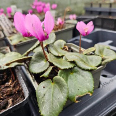 Colchicum sp. Bulbs - Garden Wildlife