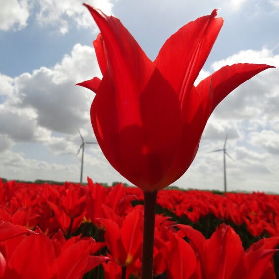 Tulipa 'Dutch Dancer' Bulbs - Garden Wildlife