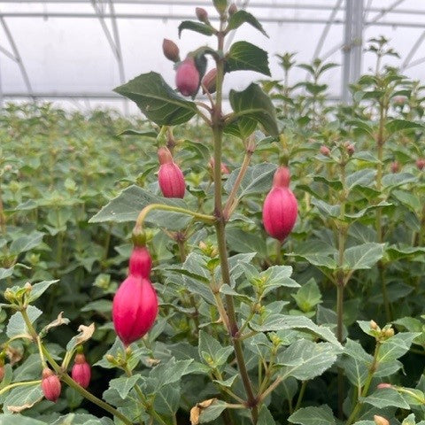 Fuchsia 'Pink Fizz' - Garden Wildlife
