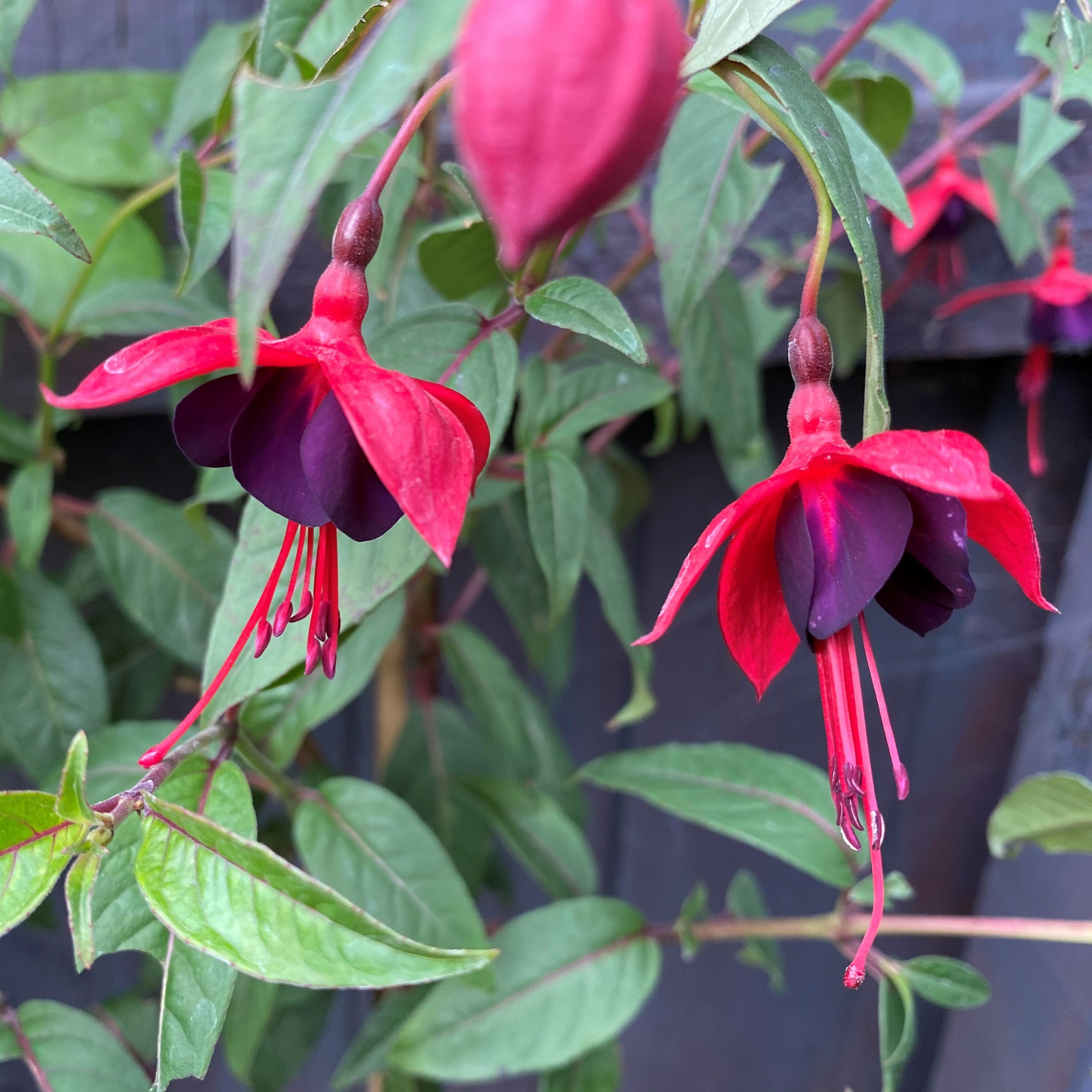 Fuchsia 'Lady Boothby' - Garden Wildlife