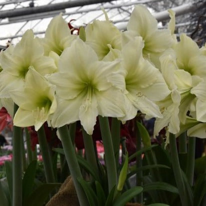 Hippeastrum 'Luna' – Garden Wildlife