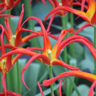 Tulipa 'Go Go Red' Bulbs - Garden Wildlife