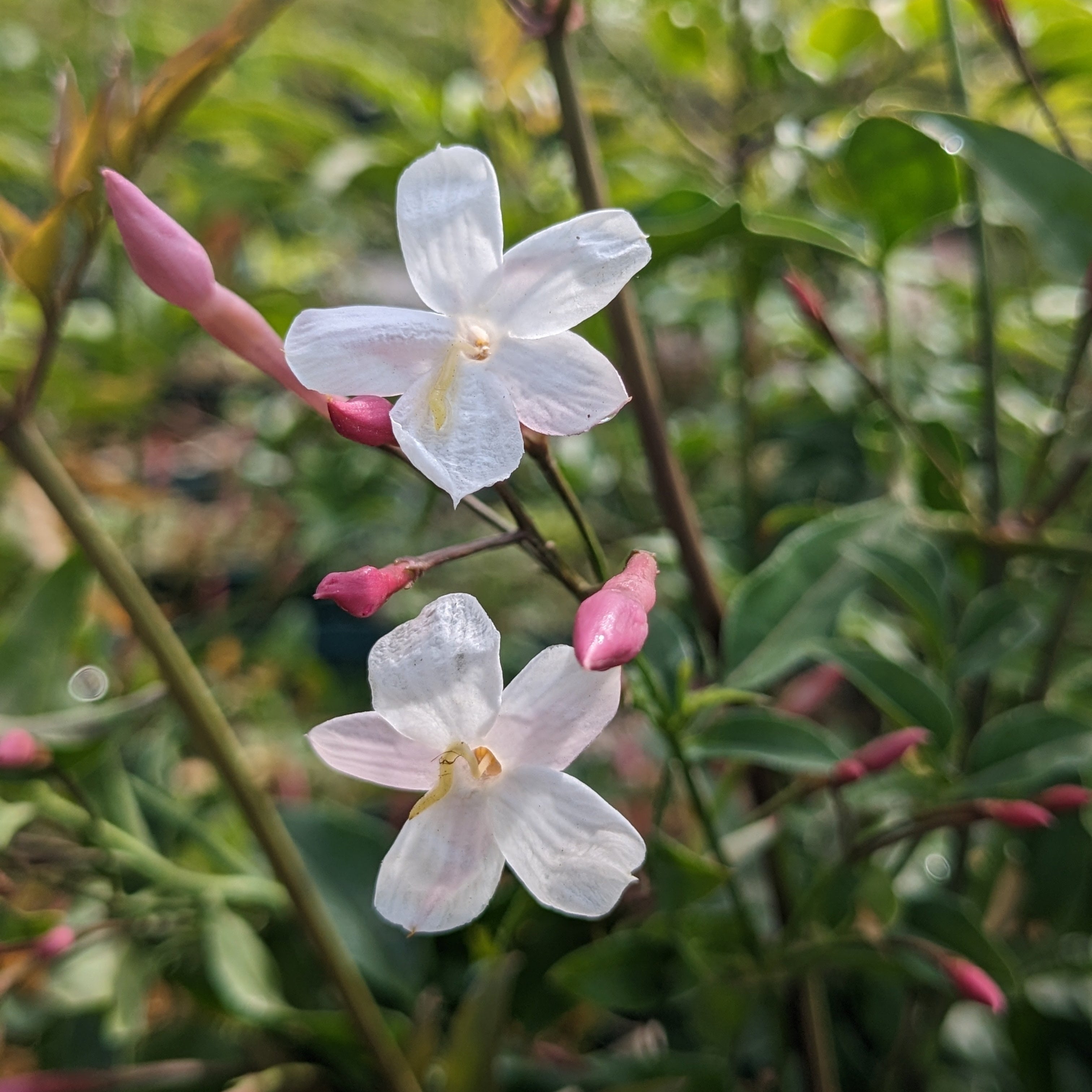 Jasminum polyanthum (Many-flowered Jasmine) - Garden Wildlife