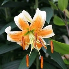 Lilium 'Lady Alice' Bulbs