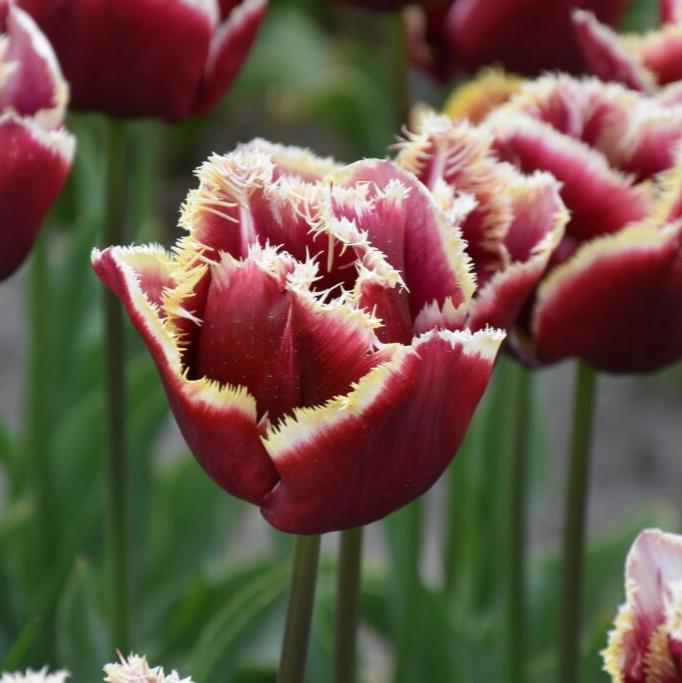 Tulipa 'Mercure' Bulbs - Garden Wildlife