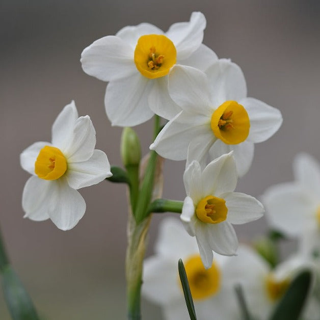 Narcissus 'Chinese Sacred Lily' | Garden Wildlife Narcissus 'Chinese Sacred Lily' | Garden Wildlife