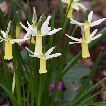 Narcissus 'Snipe' – Garden Wildlife