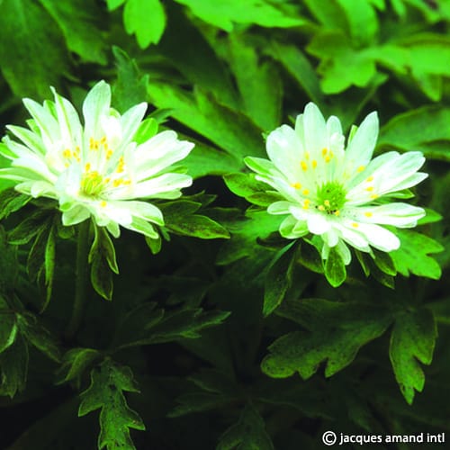 Anemone nemorosa 'Bracteata Pleniflora' Bulbs - Garden Wildlife