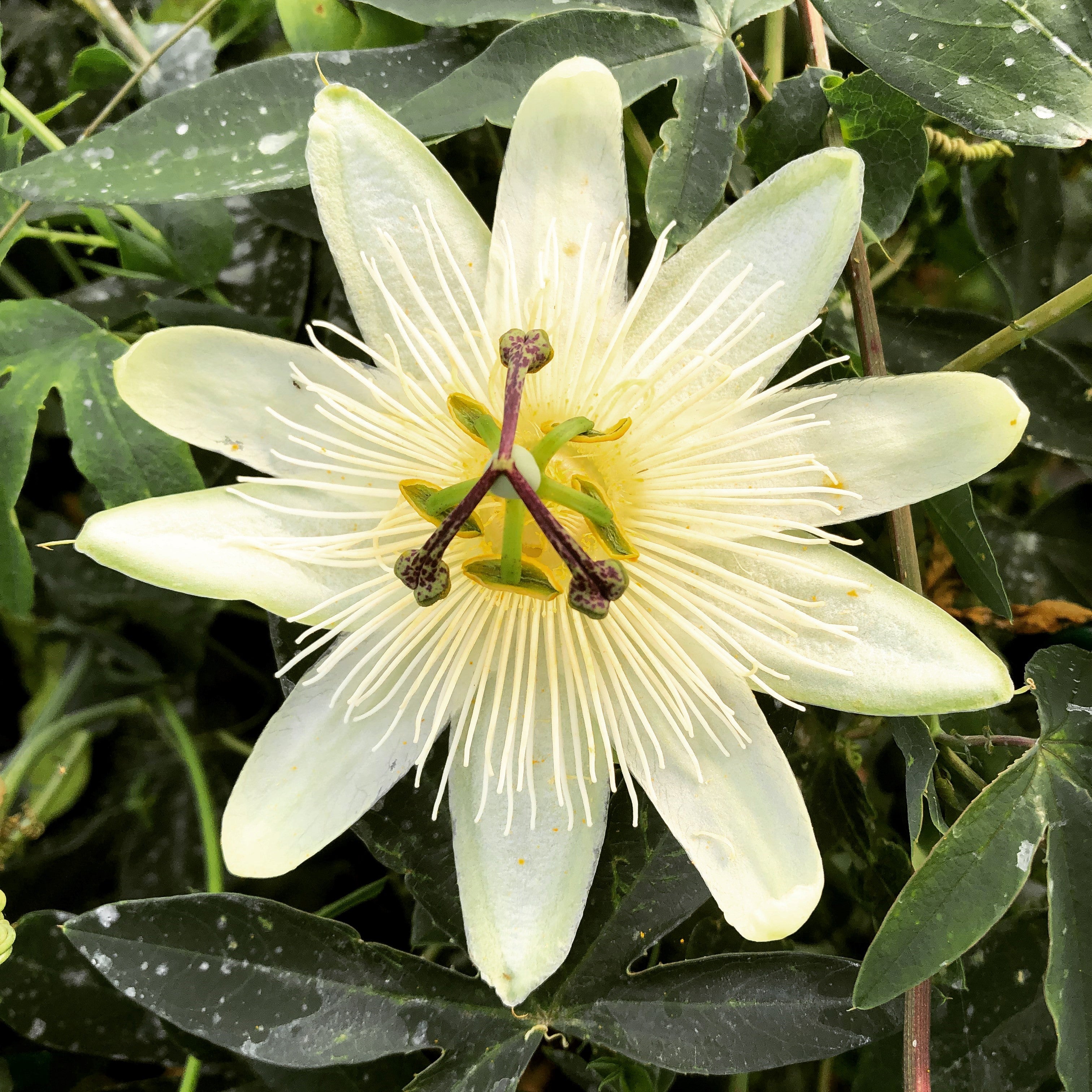 Passiflora 'Snow Queen'