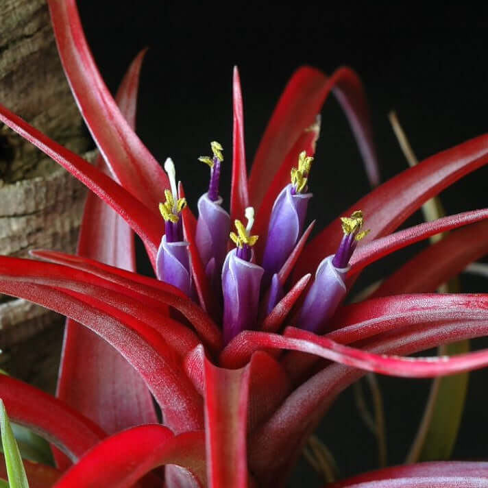 Tillandsia brachycaulos var. multiflora - Garden Wildlife