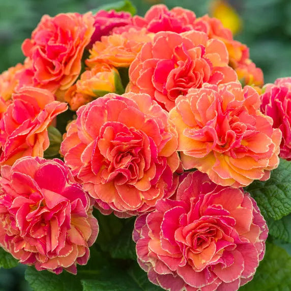 Primula Belarina Tangerine Twist | Orange Primrose UK