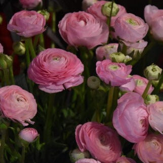 Ranunculus 'Aviv Rose' – Garden Wildlife