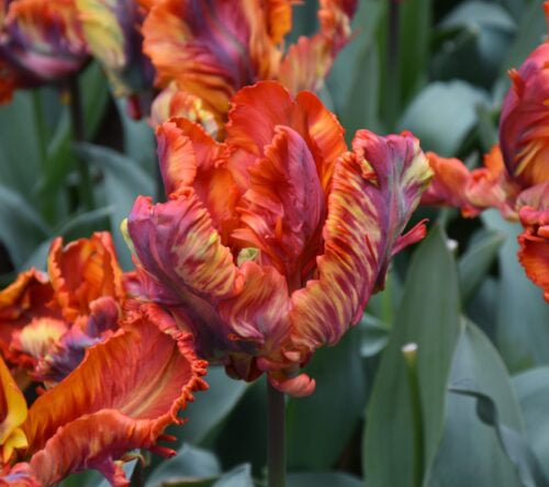 Tulip 'Rasta Parrot' – Garden Wildlife
