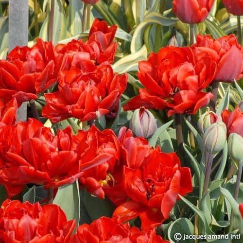 Tulipa 'Red Princess' Bulbs - Garden Wildlife