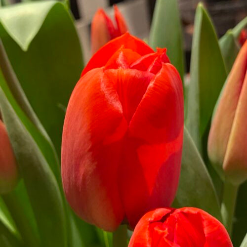 Tulipa 'Red Soldier' Bulbs - Garden Wildlife
