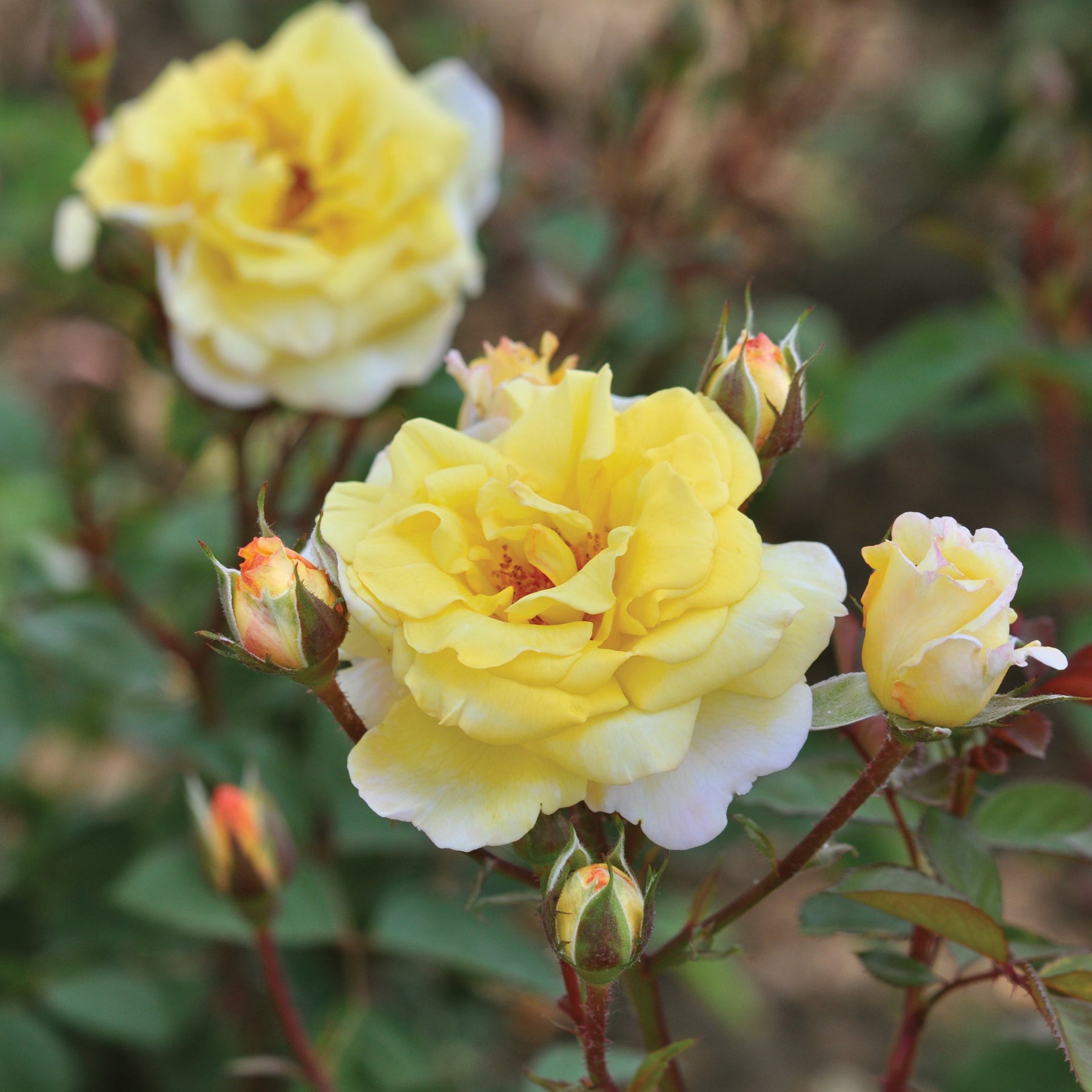 Rosa Nadia Zerouali | Edible Yellow Rose UK
