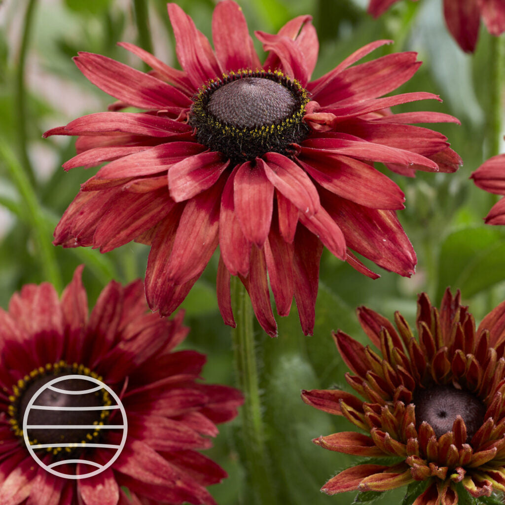 Rudbeckia hirta 'Enchanted Ruby Crush' (Enchanted Series) - Garden Wildlife