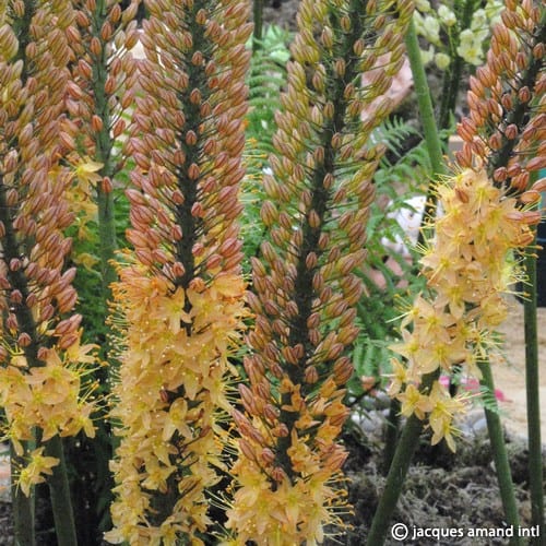 Eremurus 'Rumba' – Garden Wildlife