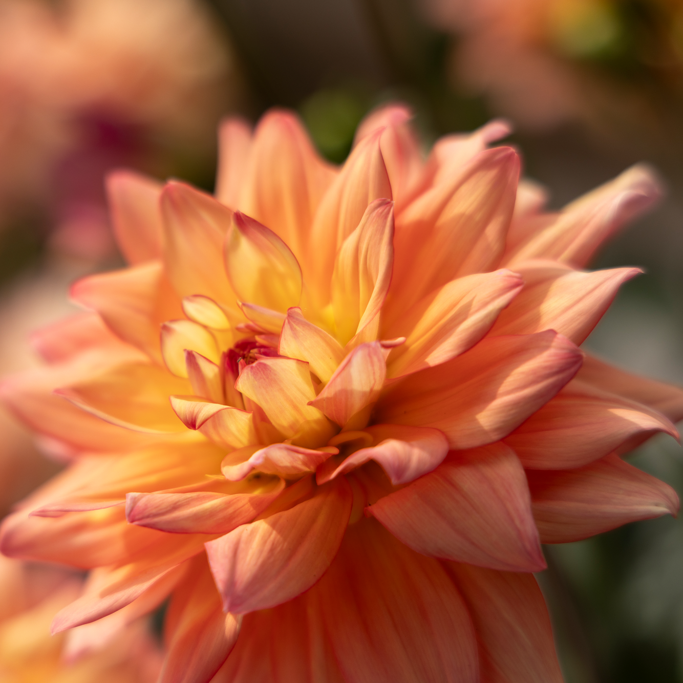 Dahlia 'Sincerity Peach' - Garden Wildlife