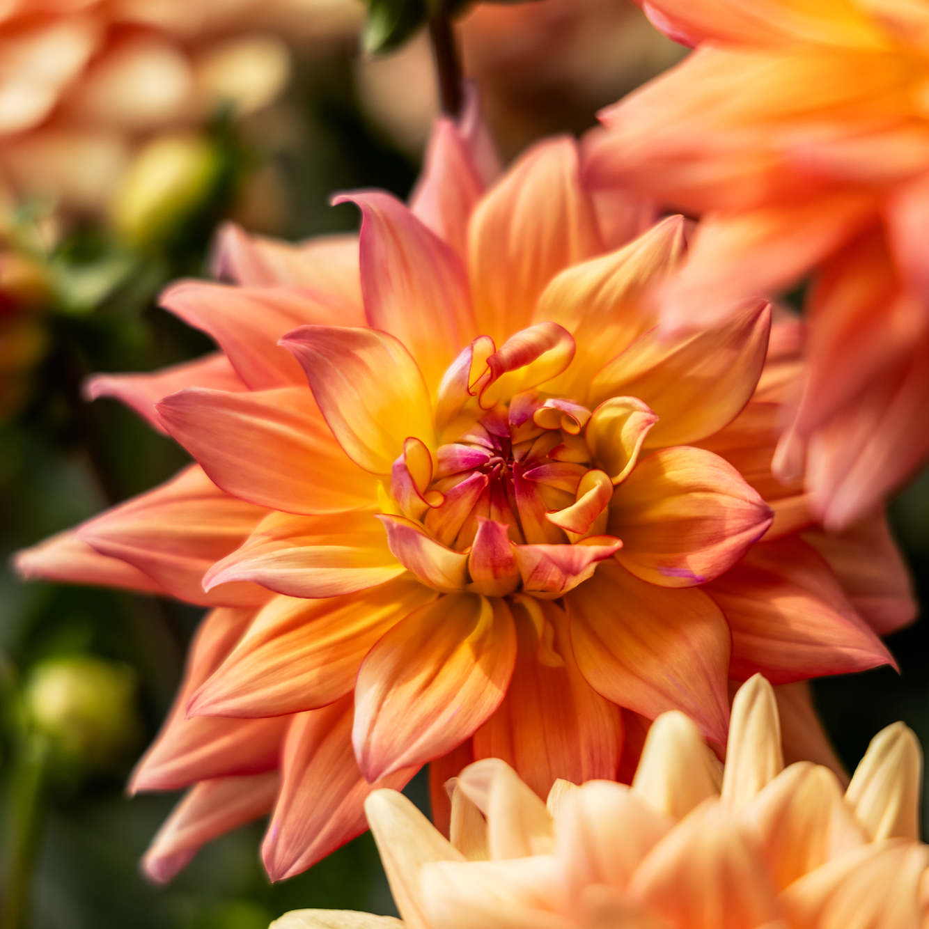 Dahlia 'Sincerity Peach' - Garden Wildlife