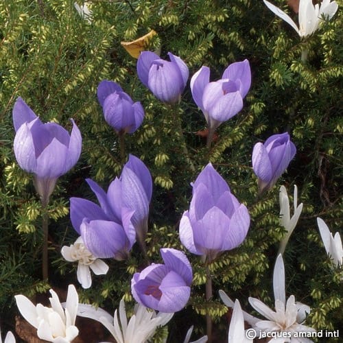 Crocus speciosus (Bieberstein's crocus) Bulbs