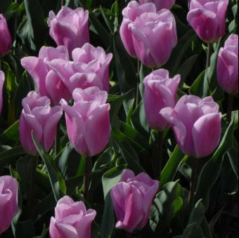 Tulip 'Synaeda Amor' – Garden Wildlife