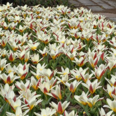 Tulip 'The First' – Garden Wildlife