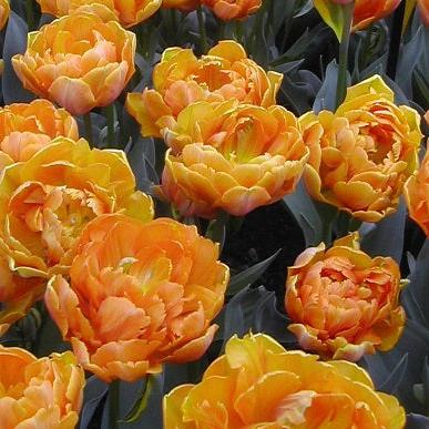 Tulipa 'Orange Princess' Bulbs - Garden Wildlife