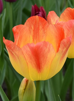 Tulipa 'Suncatcher' Bulbs - Garden Wildlife
